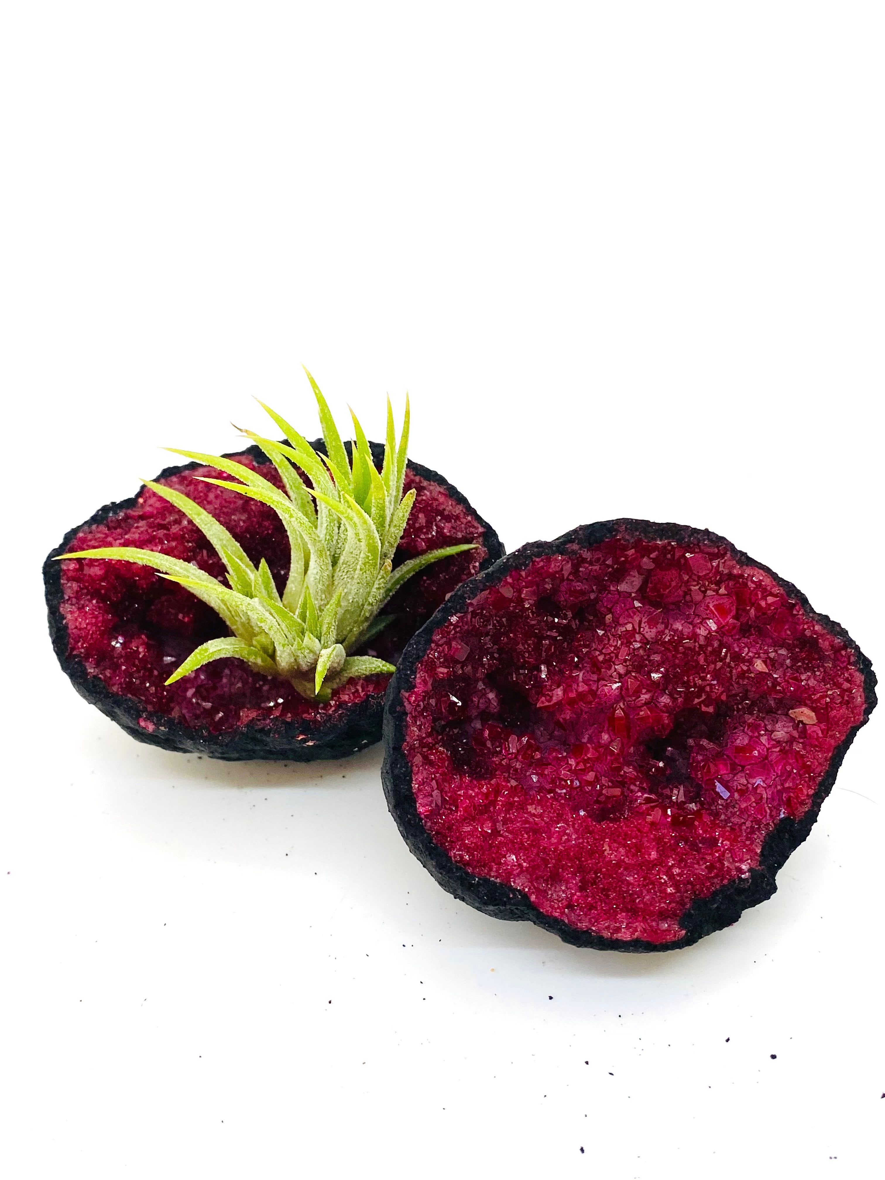 Red Geode Air Plant | Hawkesbury Air Plants